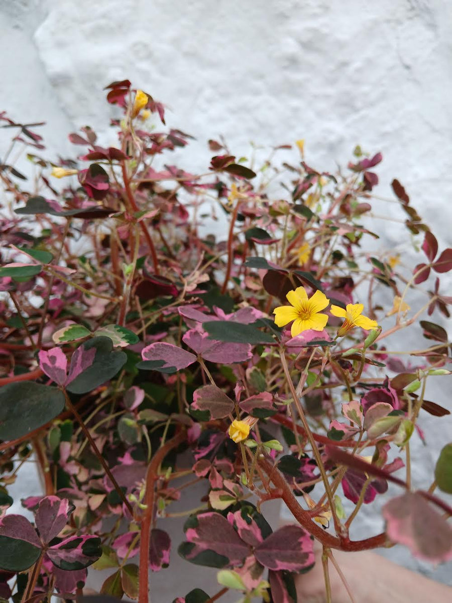 Mammudagur blomur.fo | Blomur.fo